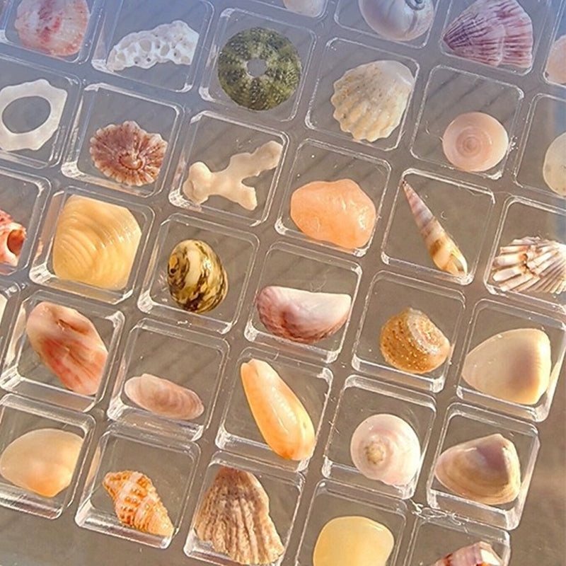 Acrylic Magnetic Seashell Display Box – flownwing