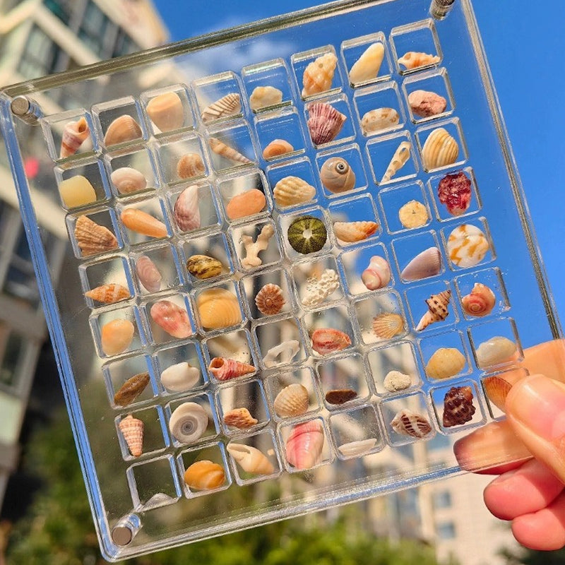 Acrylic Magnetic Seashell Display Box – flownwing